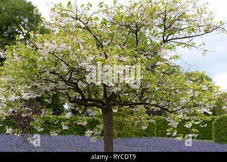 Prunus Blushing Bride Oku Miyako 'Shogetsu' flowering cherry tree Stock ...