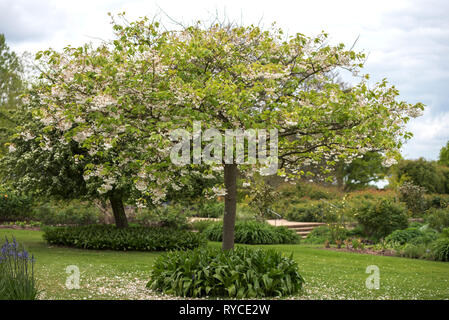 Prunus Blushing Bride Oku Miyako 'Shogetsu' flowering cherry tree Stock ...