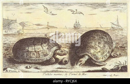 Two turtles on the beach, Albert Flamen, 1664 print print maker ...