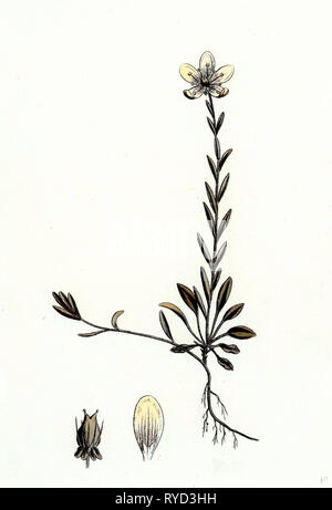 Saxifraga Hirculus; Yellow Marsh Saxifrage Stock Photo - Alamy