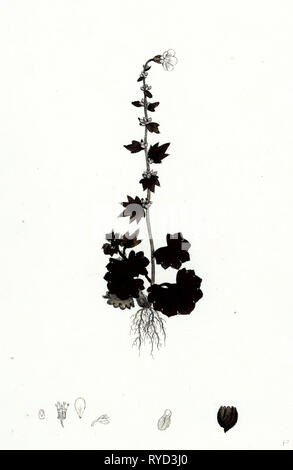 Saxifraga cernua; Drooping Alpine Saxifrage Stock Photo - Alamy