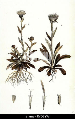 Erigeron alpinus; Alpine Fleabane Stock Photo - Alamy