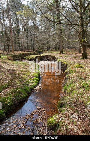 Latchmore Brook Islands Thorns Inclosure, New Forest National Park ...
