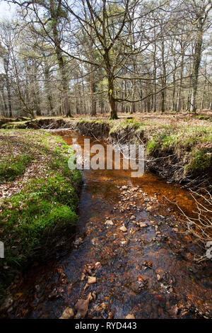 Latchmore Brook Islands Thorns Inclosure, New Forest National Park ...