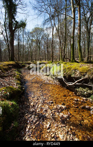 Latchmore Brook Islands Thorns Inclosure, New Forest National Park ...