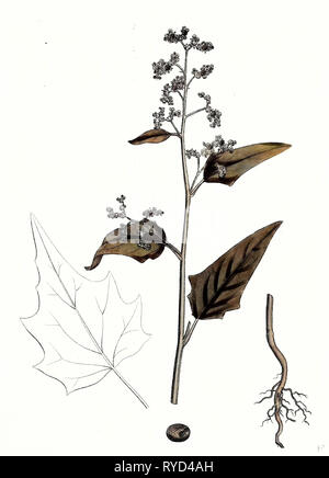 Maple-leaved goosefoot (Chenopodium hybridum) plant Stock Photo - Alamy