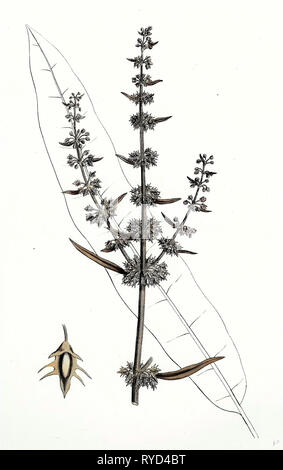 Rumex palustris; Yellow Marsh Dock Stock Photo - Alamy