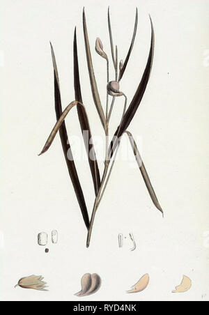 Lathyrus Nissolia; Grass-leaved Vetchling Stock Photo - Alamy