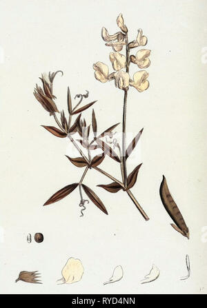 Lathyrus pratensis; Meadow Vetchling Stock Photo - Alamy