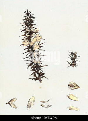 Dwarf Furze Ulex nanus 19th Century Illustration Frederick Edward Hulme ...