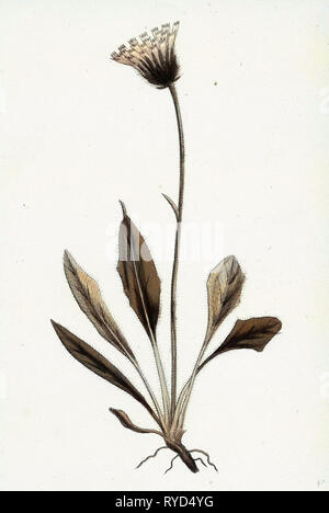 Hieracium melanocephalum; Alpine Hawkweed Stock Photo - Alamy