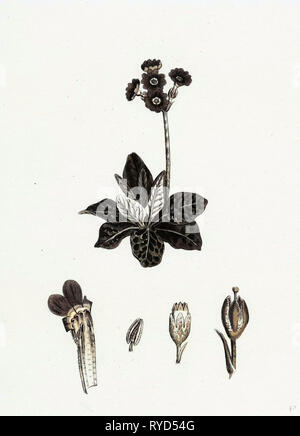 Primula Scotica Scottish Birds-eye Primrose Stock Photo - Alamy