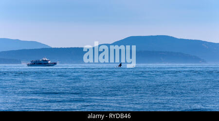 Orca (Orcinus orca) breaching with tourist boat nearby, Johnstone ...