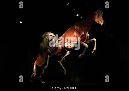 Images of the Body Worlds plastinates at the Menschen Museum Berlin ...