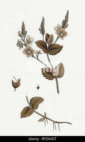 Veronica chamaedrys flower. (the germander speedwell, bird's eye ...