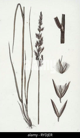 Calamagrostis Stricta Narrow Small-Reed Var. A Stock Photo - Alamy