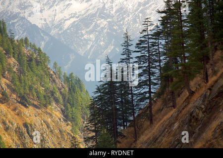 Himalayan cedar or deodar forest on mountain of swat valley, Pakistan ...