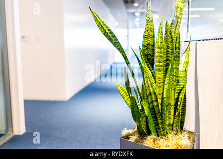 Cubicles inside an office space Stock Photo - Alamy