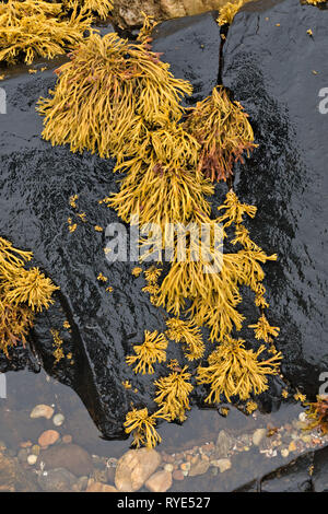 The seaweed Channelled / Channel wrack (Pelvetia canaliculata) on rock ...
