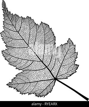 Tree leaf skeletonized monochrome. Vector illustration Stock Vector ...