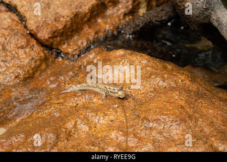 Mudskipper (Periophthalmus sp.) crawling on a rock. This amphibious ...