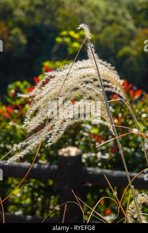 Flowering white reed plant. Photographed in Osaka Japan in October ...
