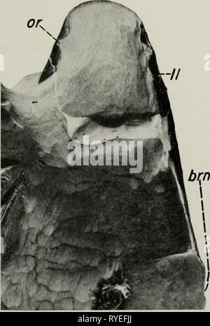 . Early Devonian fishes from Utah : Arthrodira. Fishes, Fossil ...