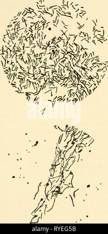 . Einfhrung in die Agrikulturmykolgie . Fig. 41. Crenothrix polyspora ...