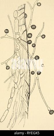 . Einfhrung in die Agrikulturmykolgie . Fig. 41. Crenothrix polyspora ...