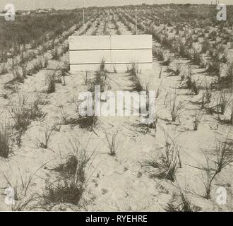 Dune stabilization with vegetation on Stock Photo - Alamy