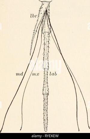 . Elementary entomology. Insects. ANATOMY OF INSECTS- -INTERNAL 31 ...
