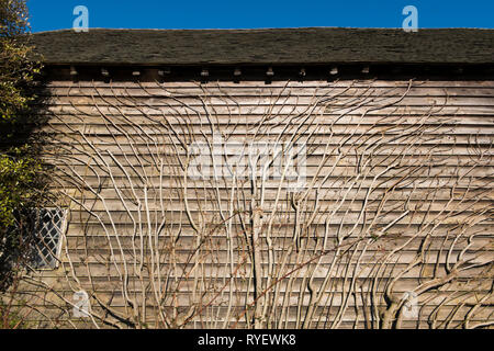 Brunswick fig tree espalier on the wall of the barn at Great Dixter in ...