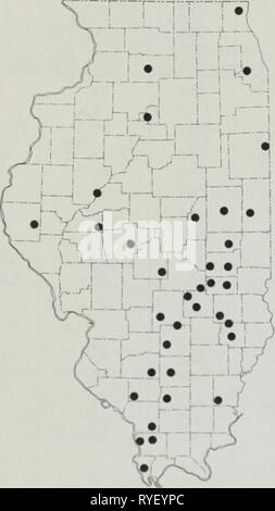 Ectoparasites of the cottontail rabbit Stock Photo - Alamy