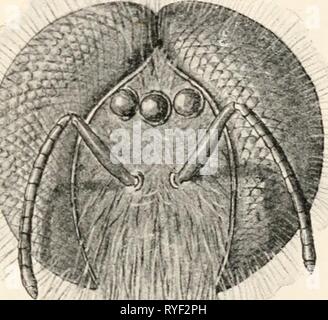 . Elementary entomology. Insects. ANATOMY OF INSECTS- -INTERNAL 31 ...