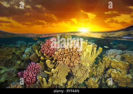 A split level view of a coral reef along the edge of Turneffe Atoll ...