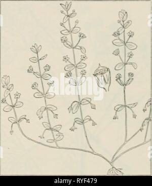 The drug plants of Illinois drugplantsofilli44teho Year: 1951 Tehon THE ...
