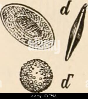 . Elementary text-book of zoology. ANODONTA. 271 a similar scar of the ...