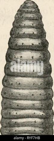 Earthworms and their allies (1912 Stock Photo - Alamy