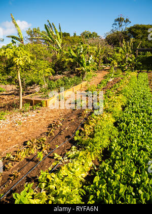 Organic Mixed Farming, Eleuthera Island Farm, North Palmetto Point ...