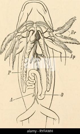 Blood circulation diagram of a fish Stock Photo - Alamy