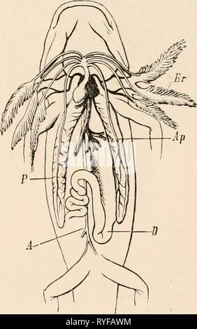 Blood circulation diagram of a fish Stock Photo - Alamy