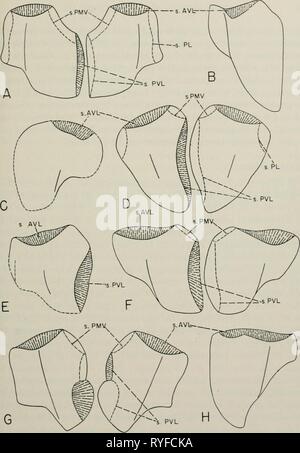 . Early Devonian fishes from Utah : Arthrodira. Fishes, Fossil ...