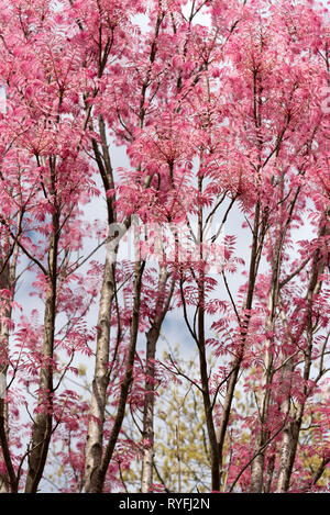 Toona sinensis ‘Flamingo’ Chinese cedar Flamingo – transparent pinnate ...