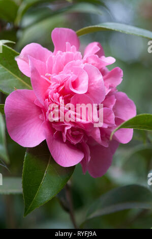 Camellia x williamsii ‘Debbie’ Camellia Debbie – deep pink semi double ...