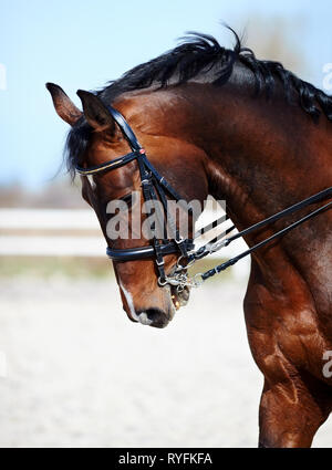 Brown stallion. Portrait of a sports brown horse. Riding on a horse ...