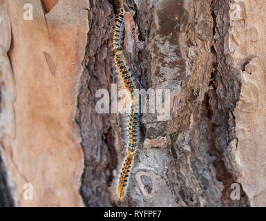 Pine processionary going down by bark of pine tree Stock Photo - Alamy