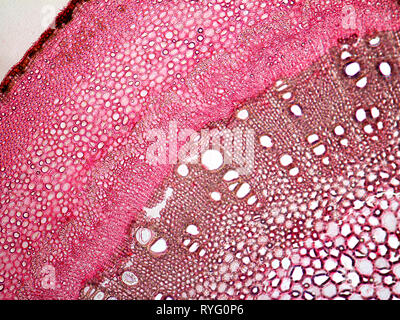 Fig. Cross section of stem. Ficus carica Stock Photo - Alamy