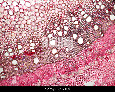 Fig. Cross section of stem. Ficus carica Stock Photo - Alamy