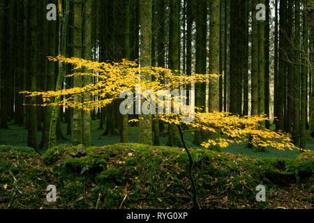 Sapling of Beech tree, Fagus sylvatica, the European beech or common ...