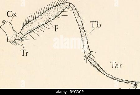 Insect body parts, vintage illustration Stock Photo - Alamy
